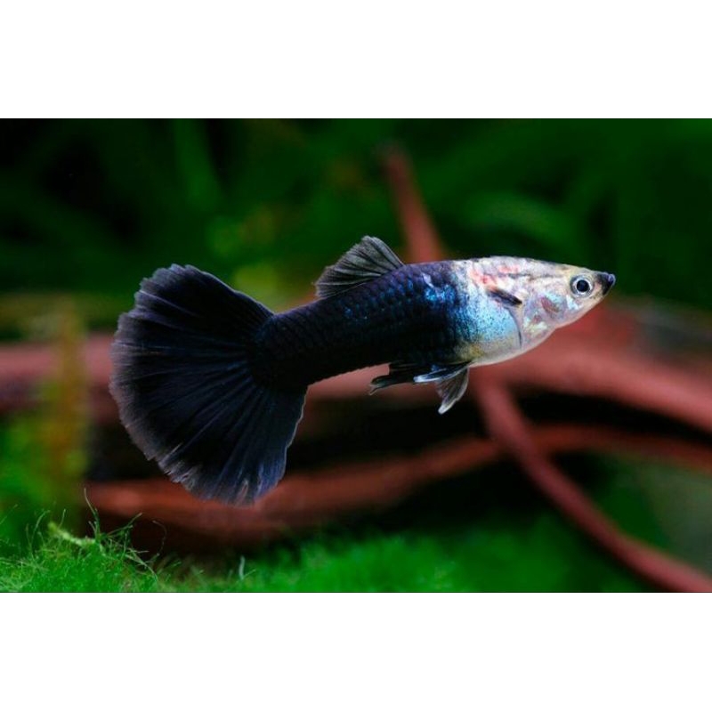 Jual ikan hias guppy BLUE DIAMOND HM warna ikan yg elegan sepasang jantan betina trio hiasan ...