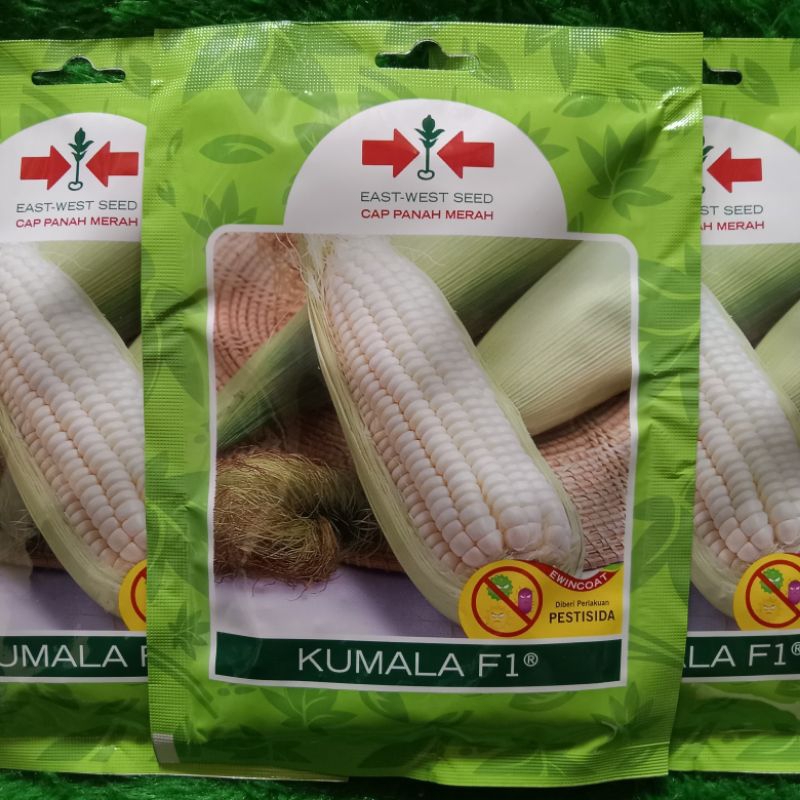Jual Benih Jagung Putih KUMALA F1 isi 200 butir | Shopee Indonesia