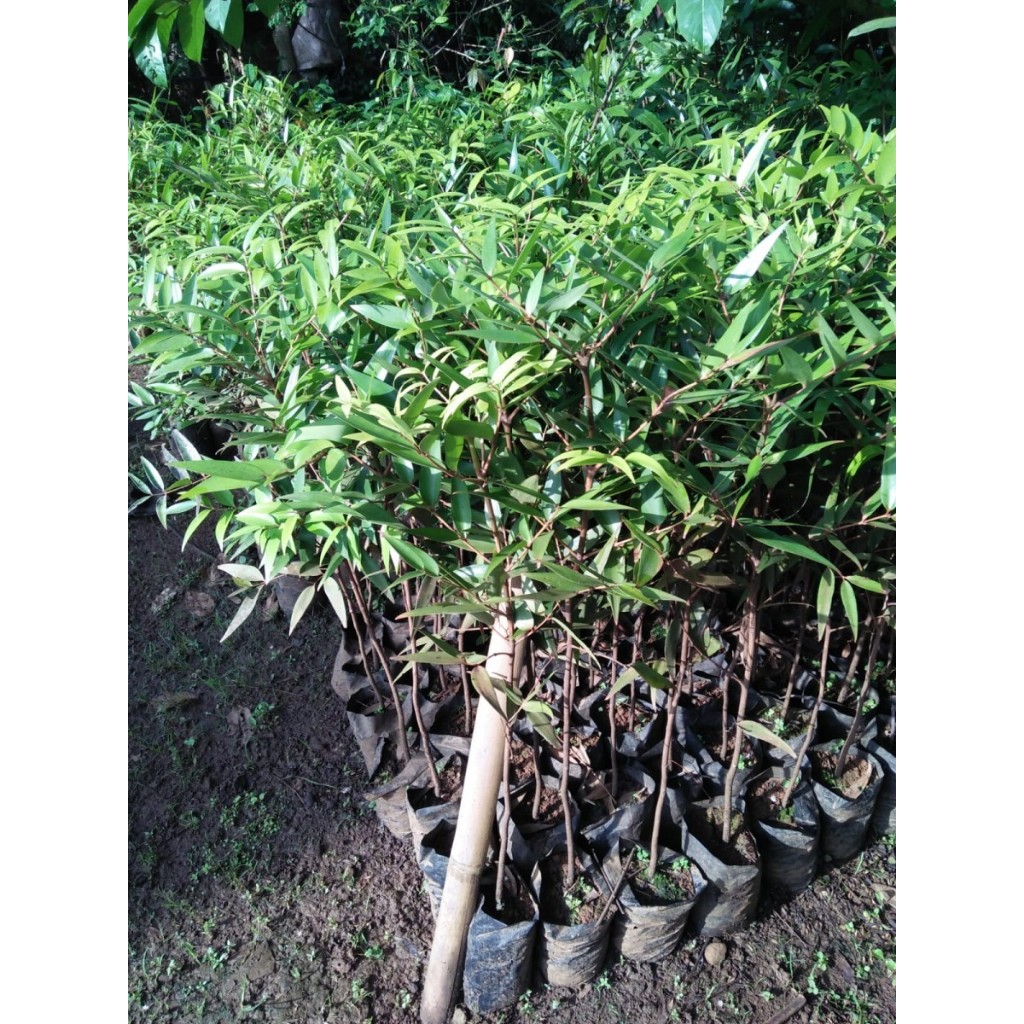 Jual Bibit Tanaman Damar - Penghasil Getah Damar Siap Tanam | Shopee ...