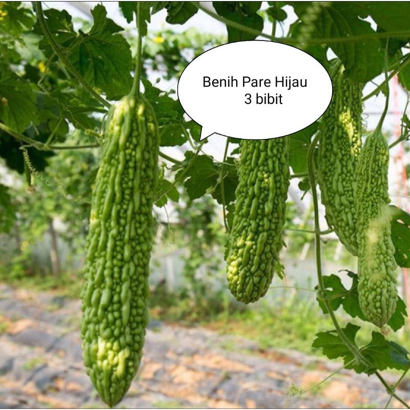 Jual Benih Pare Hijau Super (3 bibit) | Shopee Indonesia