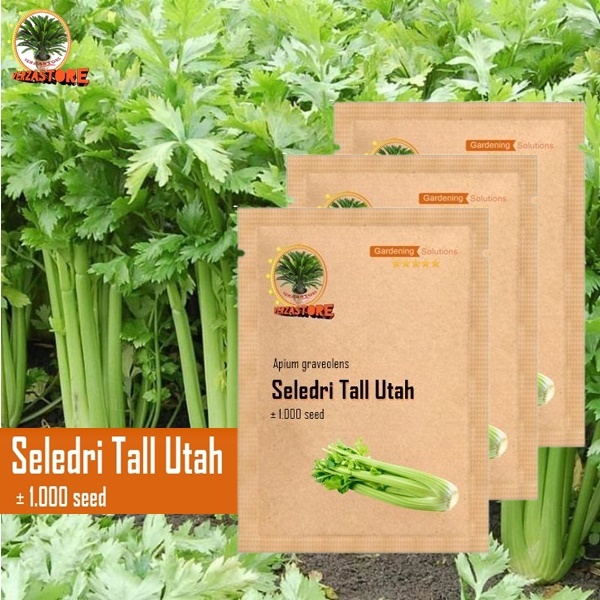 Jual ±1000 Biji-Benih Seledri Batang Besar Tall Utah Unggul | Shopee ...