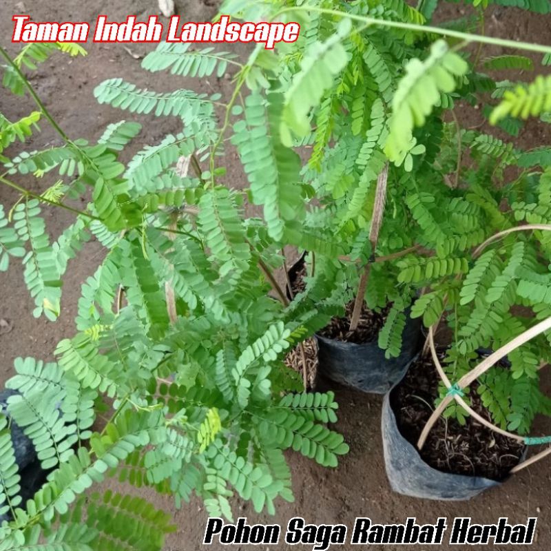 Jual Saga rambat Dewasa Rimbun (tumbuhan) / pohon saga Dewasa / tanaman ...