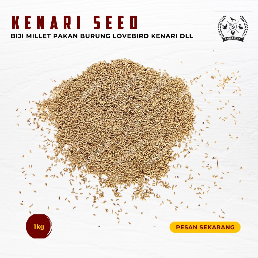Jual KENARI SEED REPACK 1 KG PAKAN KENARI MILET KENARI | Shopee Indonesia