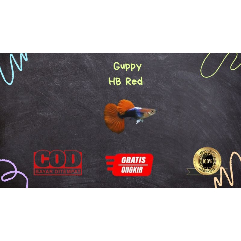 Jual Packing kardus / styrofoam guppy hb red | Shopee Indonesia