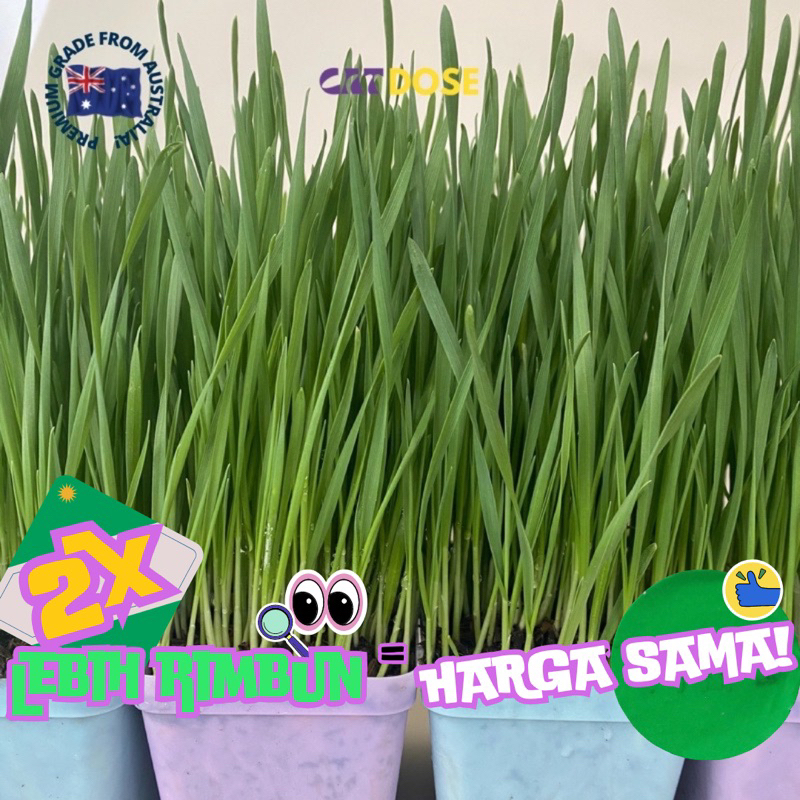 Jual MAKANAN KUCING READY STOCK RUMPUT KUCING RUMPUT ANJING SIAP MAKAN ...