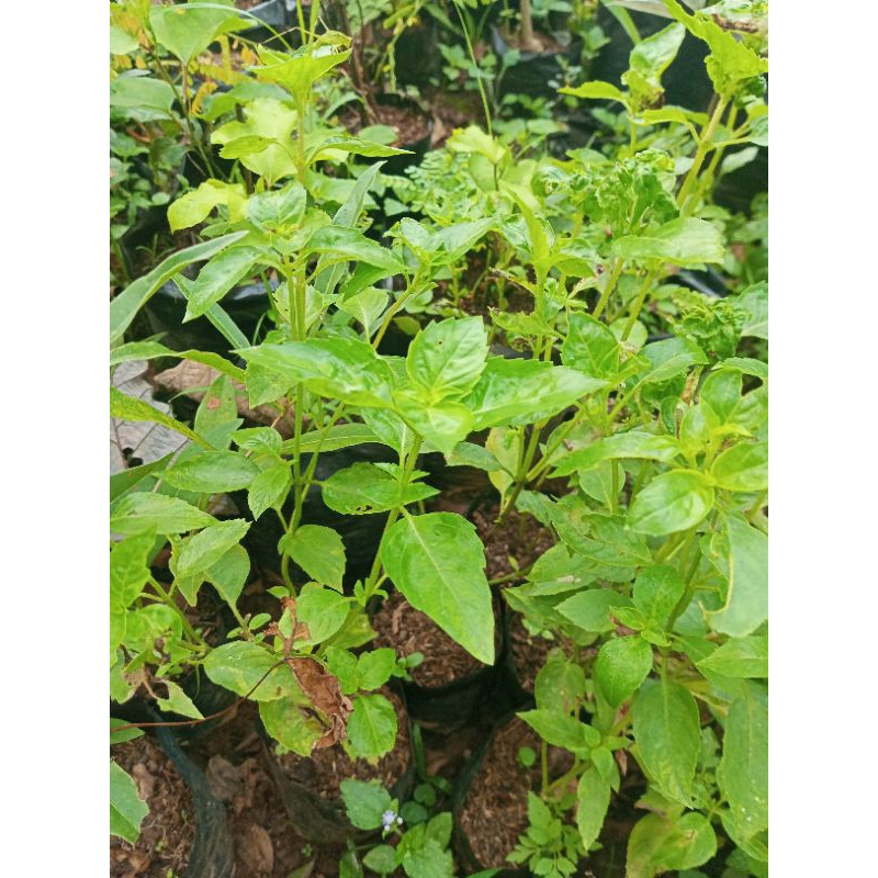 Jual Bibit Herbal Holly Basil/Daun Ruku Ruku/Daun tulsi/ocimum ...