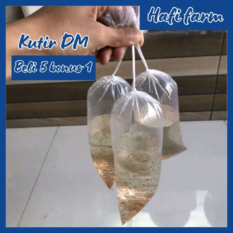 Jual Kutir kutu air starter dapnia magna DM | Shopee Indonesia