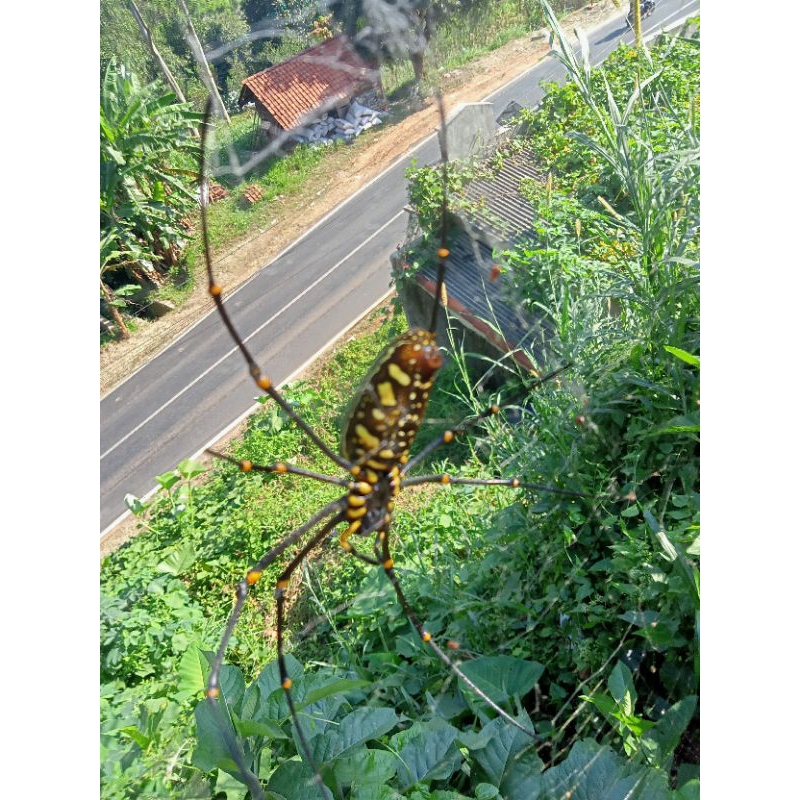 Jual Laba Laba Giant Golden Orb Weaver / Golden Orb Web Spider (Nephila ... Jual Laba Laba Giant Golden Orb Weaver / Golden Orb Web Spider (Nephila ...