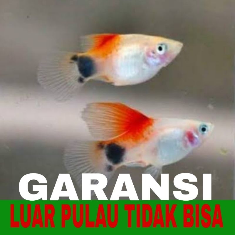 Jual ikan molly platy Mickey Mouse isi 15 Bonus pakan bergaransi ...