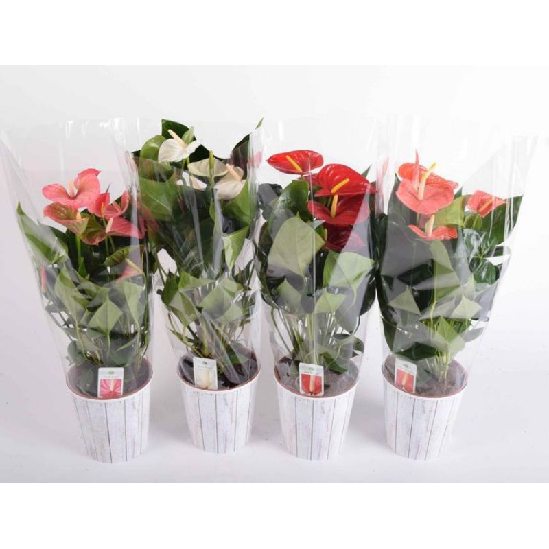 Jual paket 4 anthurium mikimouse bunga -merah putih- ungu-kuning ...