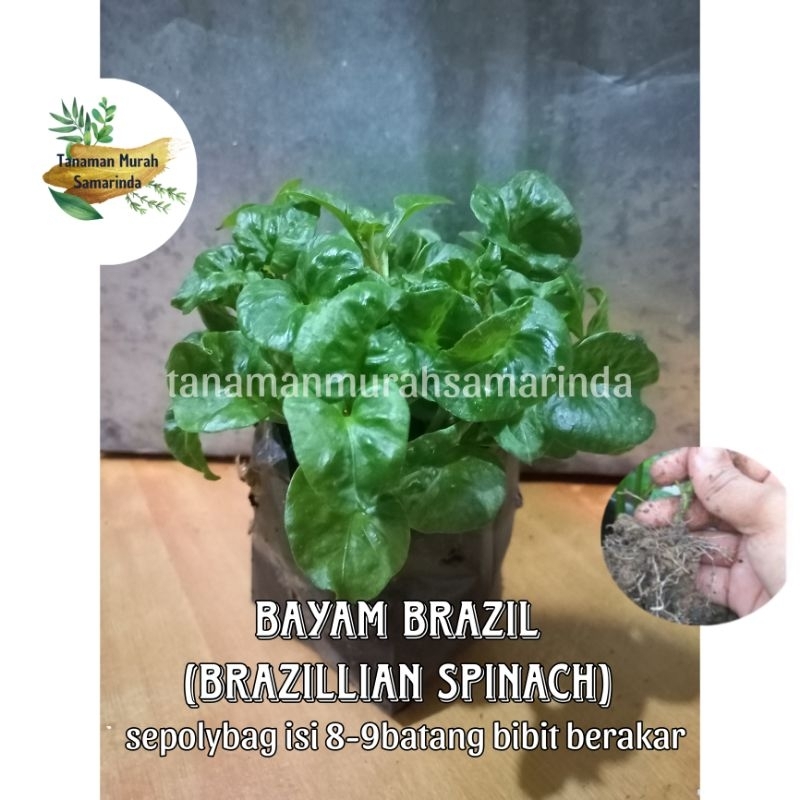 Jual TMS~ Bayam Brazil Brazillian Spinach sudah berakar bayam basil ...