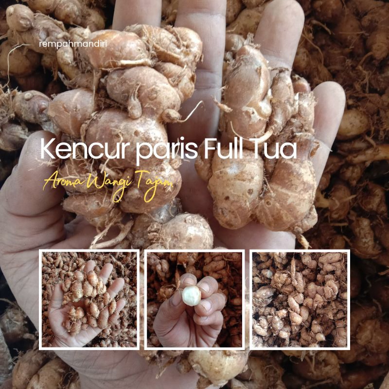 Jual Kencur Paris Kencur Seblak Full Tua 1 Kg | Shopee Indonesia