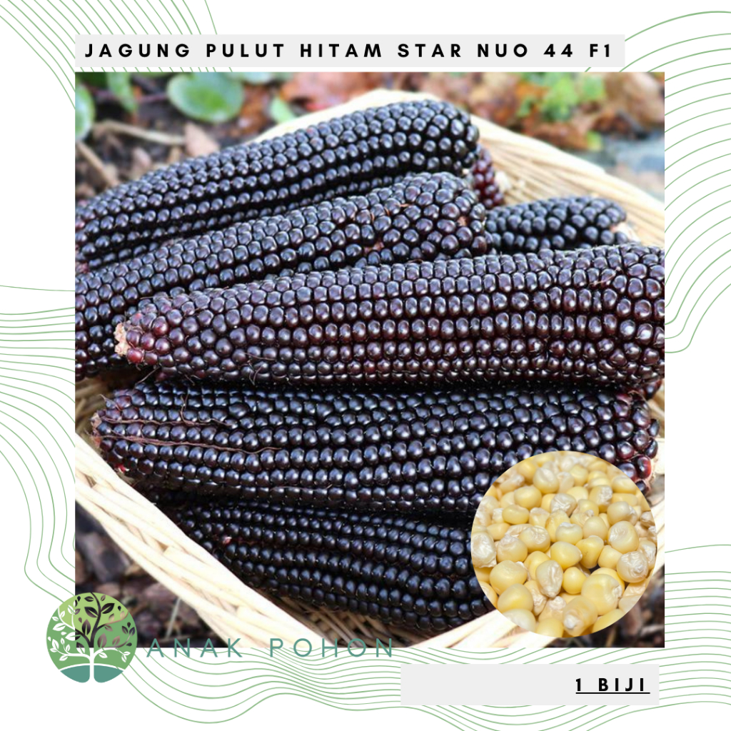 Jual Benih Bibit Biji - Jagung Pulut Hitam Star Nuo 44 F1 Hibrida Black ...