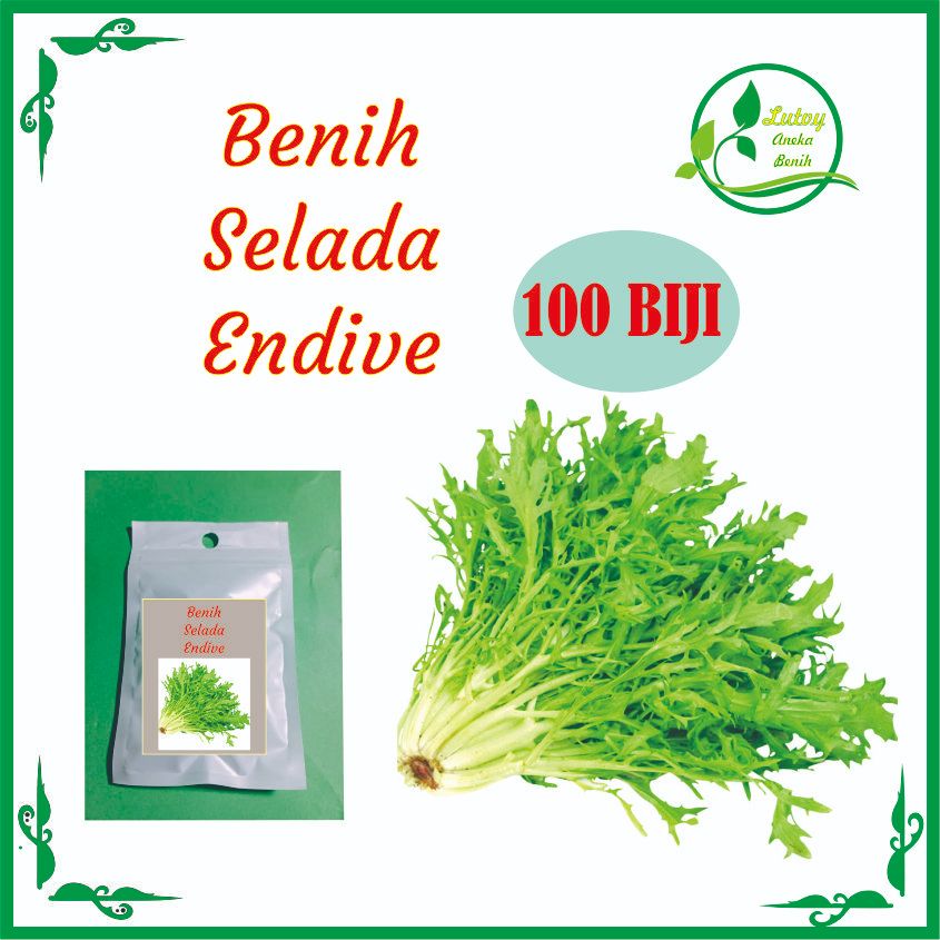 Jual BENIH SELADA ENDIVE ISI 100 BIJI | Shopee Indonesia