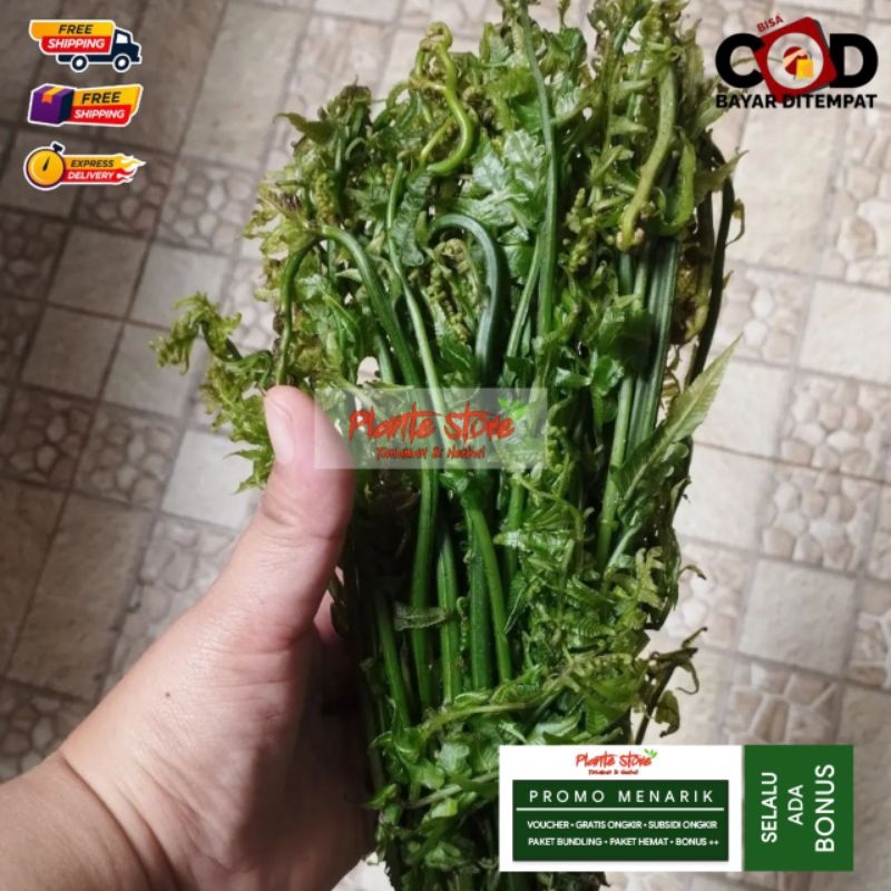 Jual PAKIS SAYUR SEGAR PAKIS KERITING KUALITAS SUPER 250 GRAM | Shopee ...