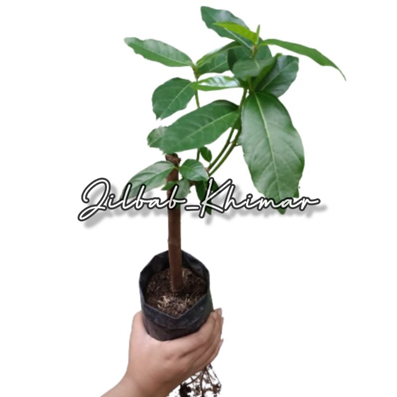 Jual BIBIT LOA | RS ANGGUR IMPORT | Shopee Indonesia