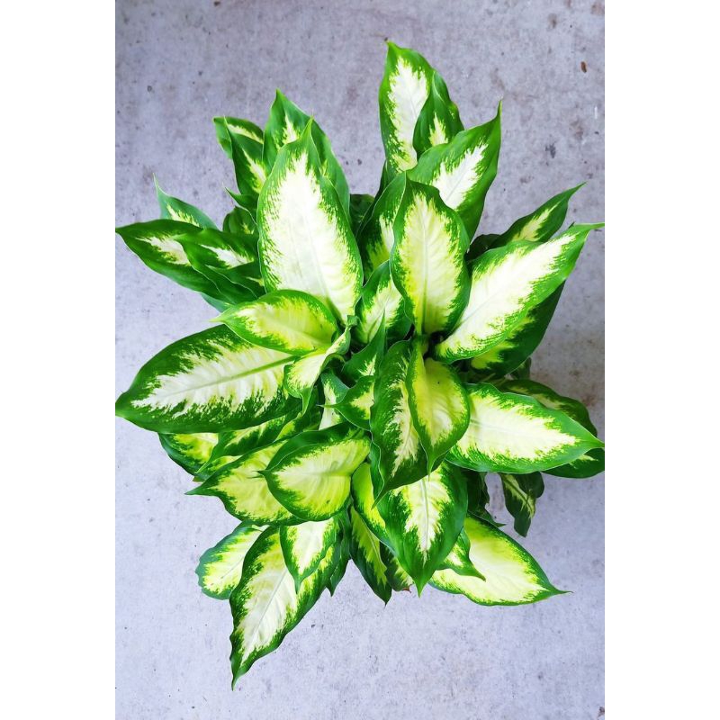 Jual Tisu Aglonema tisyu (tanaman hidup-bunga hidup Besar Rimbun murah ...