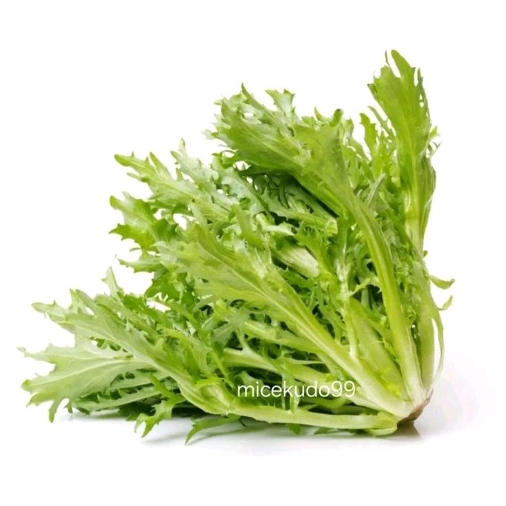 Jual SELADA FRISEE ORGANIK 250GR SEGAR LETTUCE ENDIVE FRESH ORGANIC ...