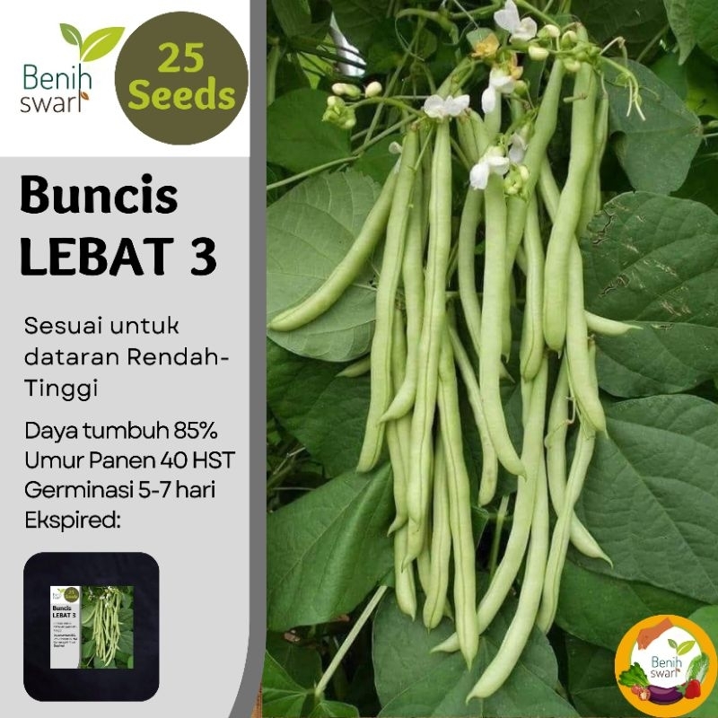 Jual Benih Swari: (isi 25 butir) Benih Buncis Merambat Buncis Lebat 3 ...