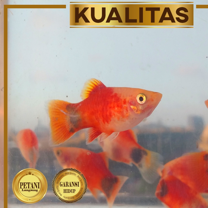 Jual Platy Caroline (isi 3) Ikan Hias Aquascape Hiasan Aquarium Tanaman ...
