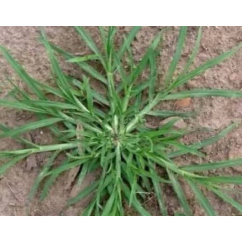 Jual Daun rumput belulang atau jampang segar 500 gram-az | Shopee Indonesia