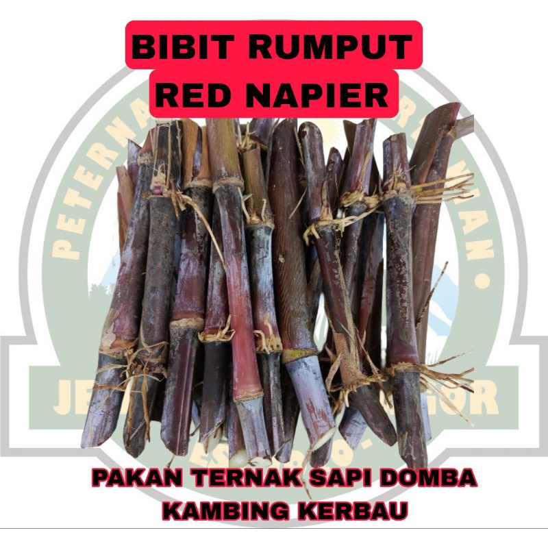 Jual BIBIT RUMPUT RED NAPIER STEK RED NAPIER PERBATANG | Shopee Indonesia