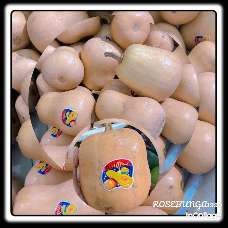 Jual 10 Benih Biji 3 Labu Baby Butternut Waltham Sweet & Nutty Taste ...
