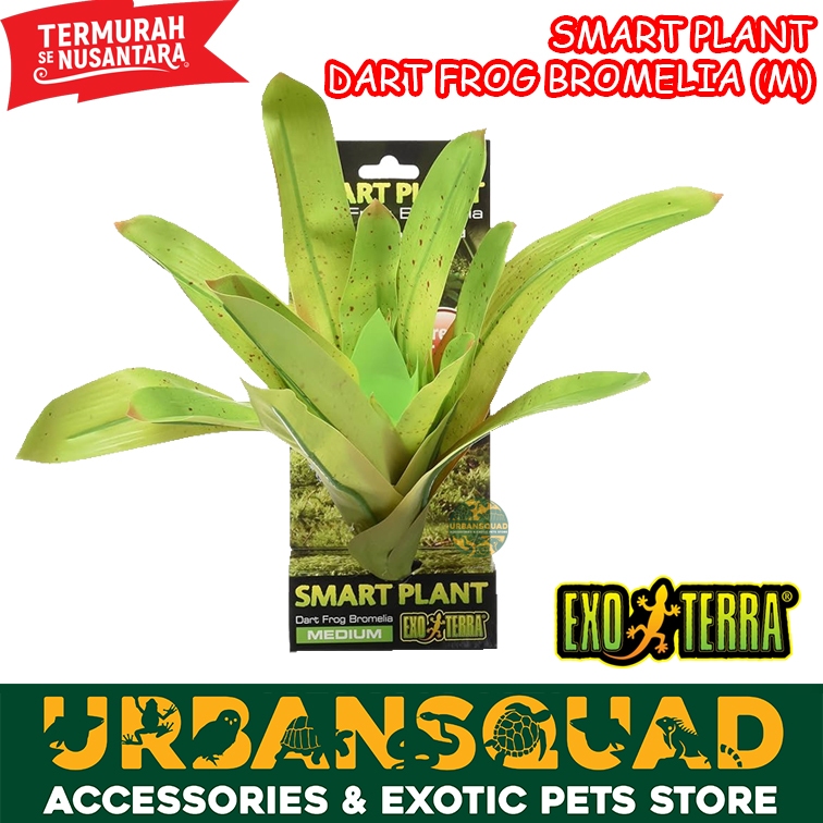 Jual Exoterra Dart Frog Bromelia Medium Vriesea Tanaman Terrarium katak ...