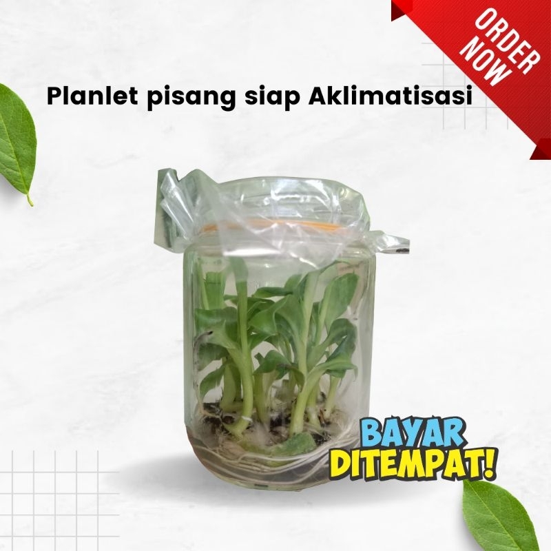 Jual Planlet pisang siap aklimatisasi produksi kultur jaringan | Shopee ...