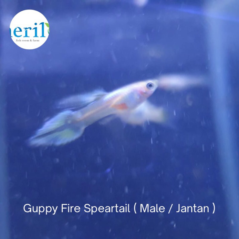 Jual Guppy Fire Speartail / Guppy Spear Tail Fire | Shopee Indonesia