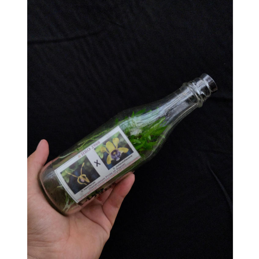 Jual Bibit Botol Dendrobium Hamiferum x Dendrobium Violaceflavence ...