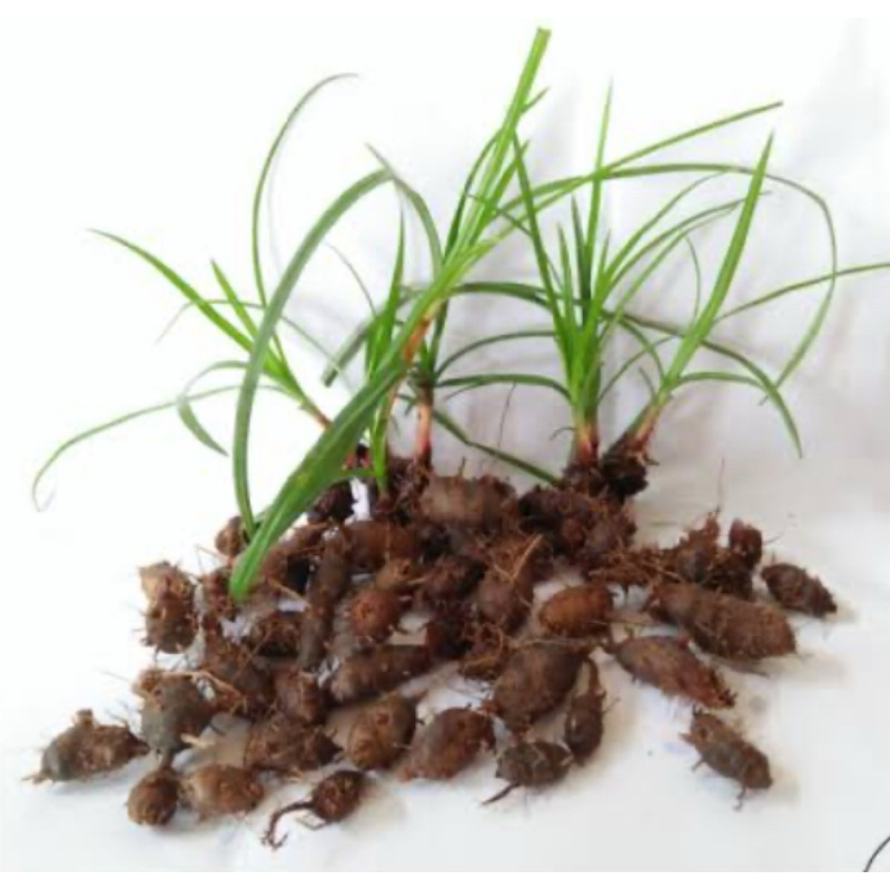Jual Herbal umbi rumput teki segar dan fresh | Shopee Indonesia