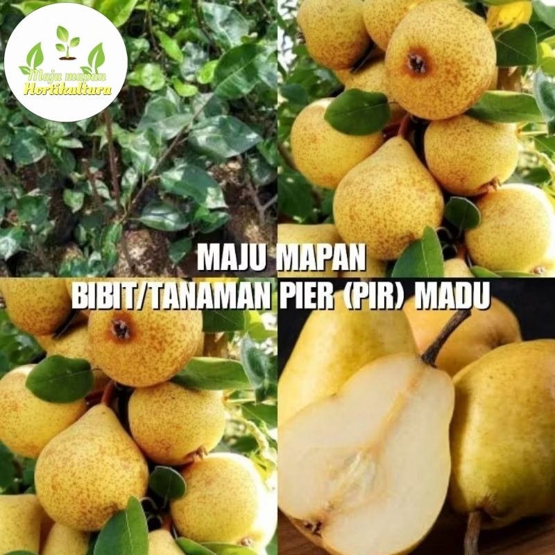 Jual BIBIT PIER MADU BANGKOK (TANAMAN BUAH PIR) | Shopee Indonesia