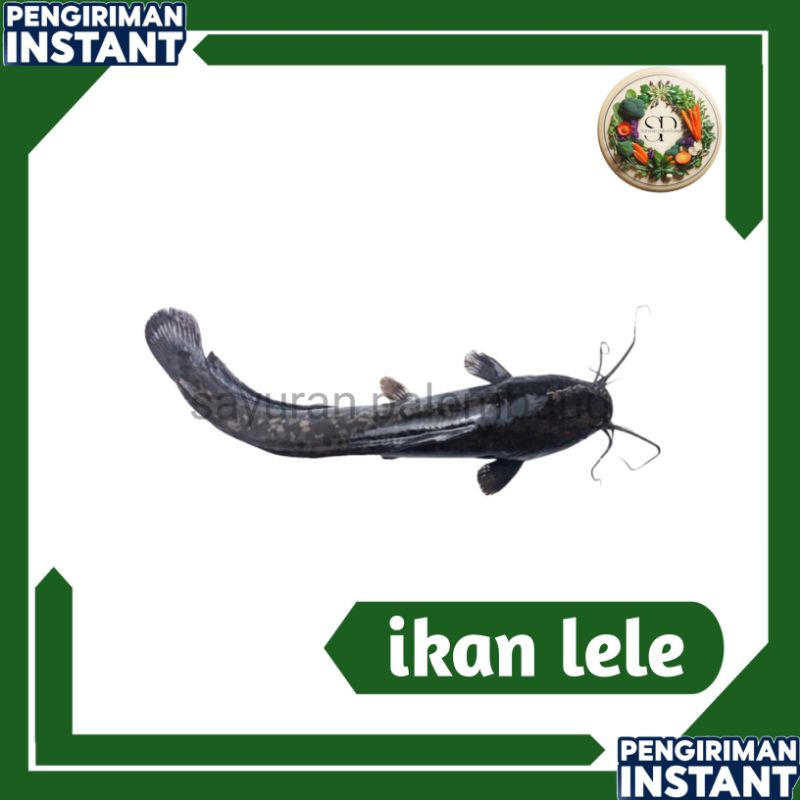 Jual ikan lele 500g - sayuran palembang | Shopee Indonesia