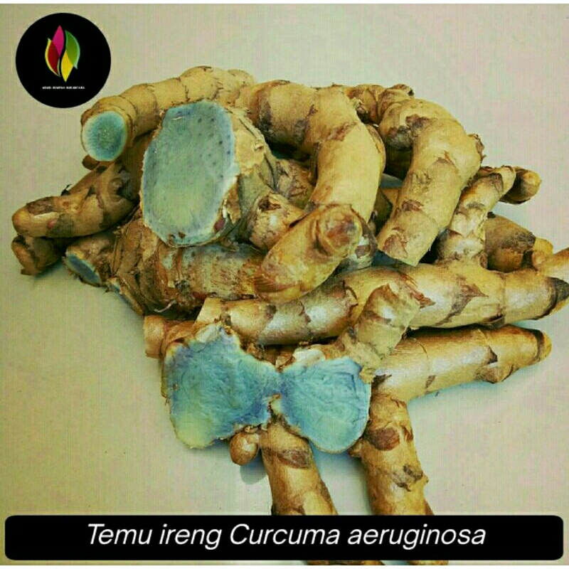 Jual Temu Ireng/Temu Hitam 1kg Curcuma aeruginosa | Shopee Indonesia