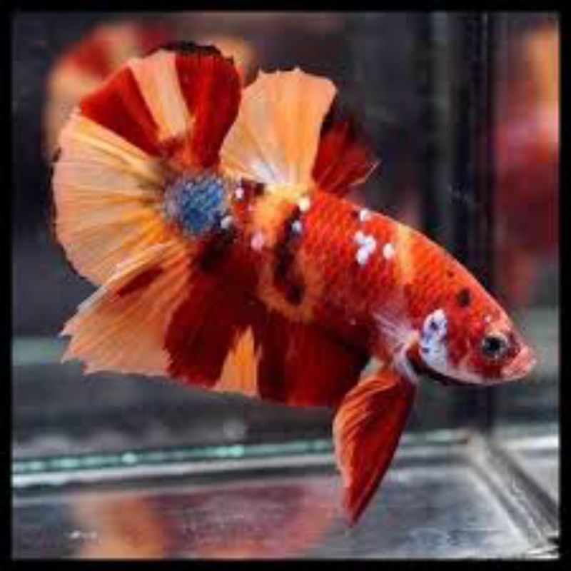 Jual cupang multi Nemo/koi galaxy sepasang top greade cocok untuk ...