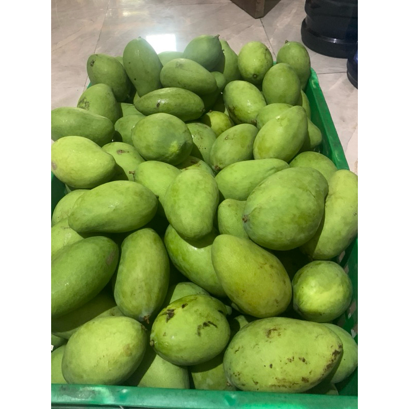 Jual MANGGA MUDA FRESH LANGSUNG PETIK POHON PENGIRIMAN TERCEPAT ...