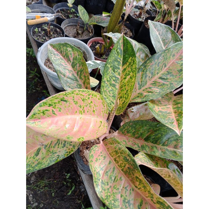 Jual aglo bigroy dewasa indukan/bunga aglonema realfict | Shopee Indonesia
