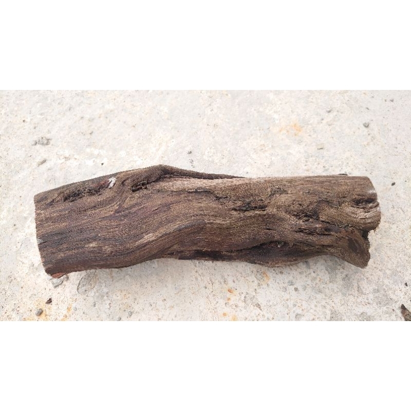 Jual kayu santigi laut lurus diameter/lebar 6-8cm panjang 25cm | Shopee ...