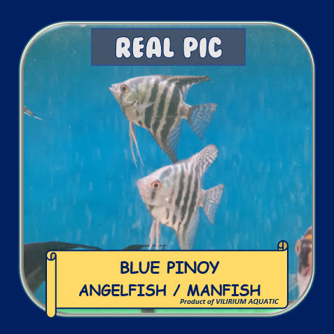 Jual IKAN HIAS AIR TAWAR - ANGELFISH BLUE PINOY / MANFISH BLUE PINOY ...