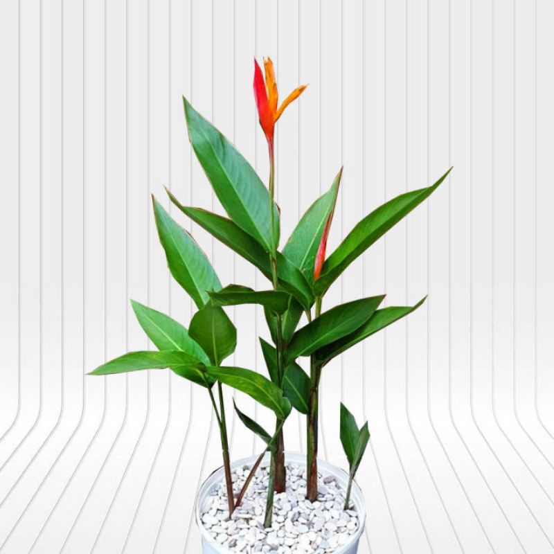 Jual (BISA COD) Tanaman hias pisang pisangan heliconia Ukuran 50-100cm ...
