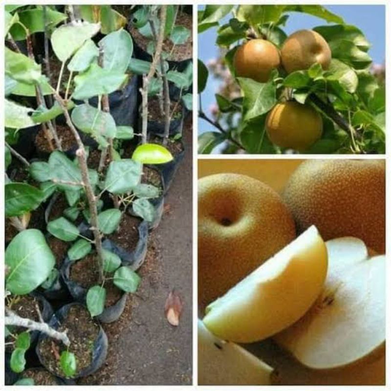 Jual Bibit Pear Asia Madu Hasil Cangkok Cepat Berbuah | Pear Coklat ...