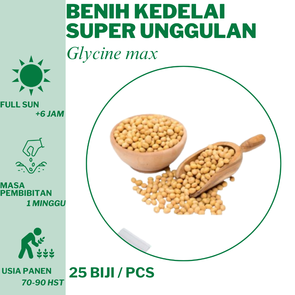 Jual 220 Benih Kedelai Super Bibit Unggulan Hidroponik Tanam | Shopee ...