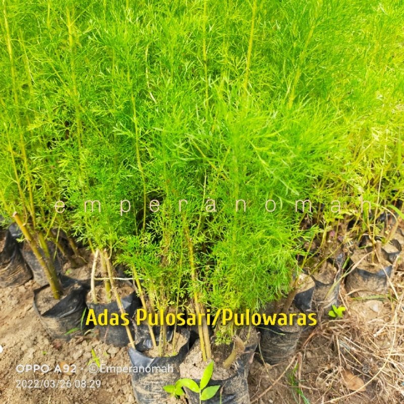 Jual Bibit Tanaman Adas Pulowaras/Pulosari Rimbun Siap Tanam Herbal ...