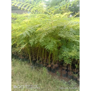 Jual Pakis Brazil Terlengkap & Harga Terbaru Juli 2024 | Shopee Indonesia
