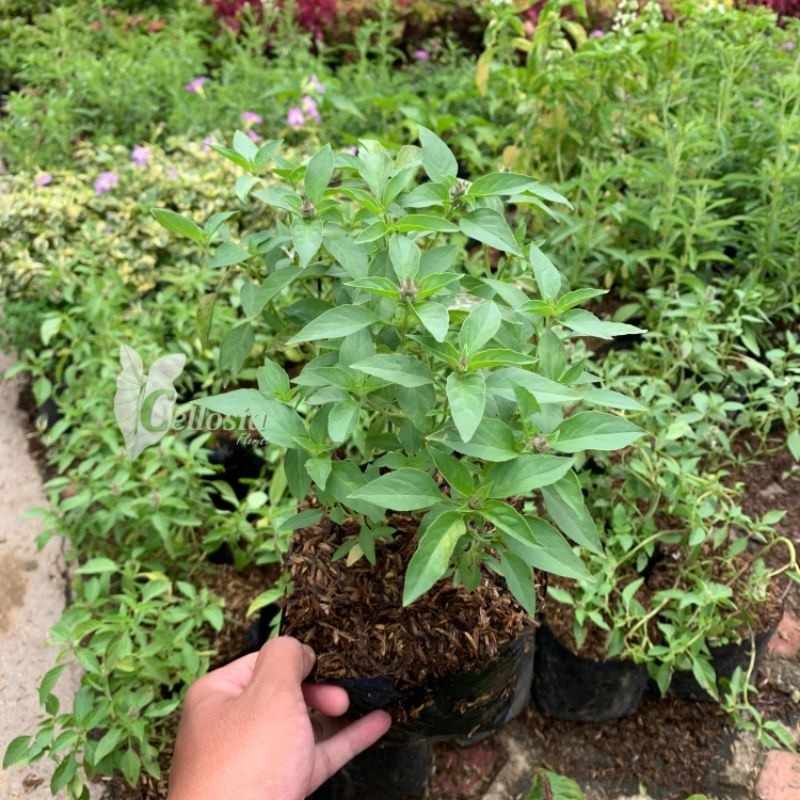 Jual Bibit Tanaman Kemangi Lalapan Super Rimbun Siap Tanam Beli 3 ...