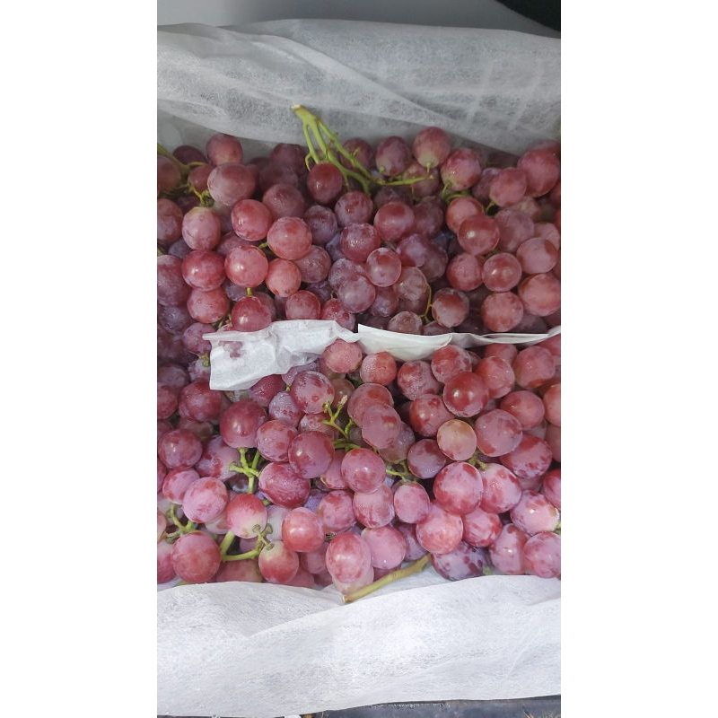 Jual Anggur Red Globe RRC - 500gr| Manis| segar | Buah segar | Shopee ...