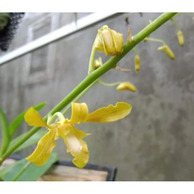 Jual Dendrobium Sylvanum Flava | Shopee Indonesia