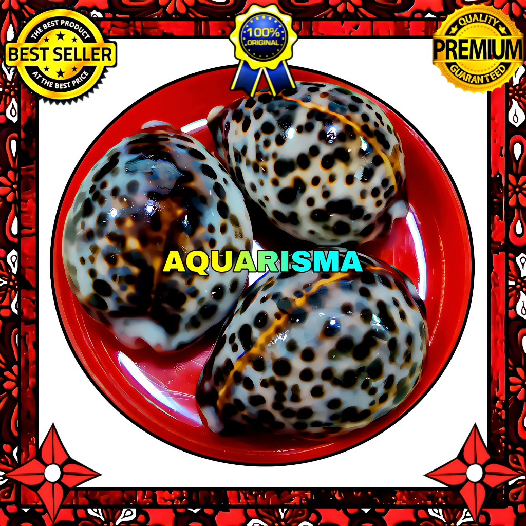 Jual HIASAN DAN KOLEKSI - CANGKANG KERANG BIG COWRY CYPRAEA TIGRIS ...