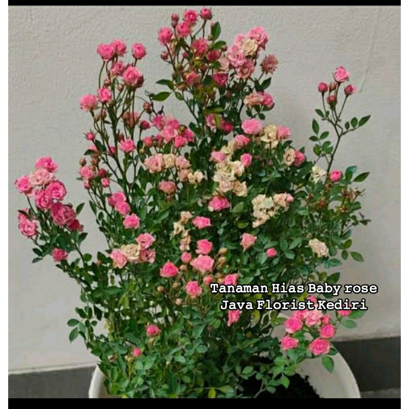 Jual Tanaman Hias Baby Rose/mawar mini rimbun berbunga | Shopee Indonesia